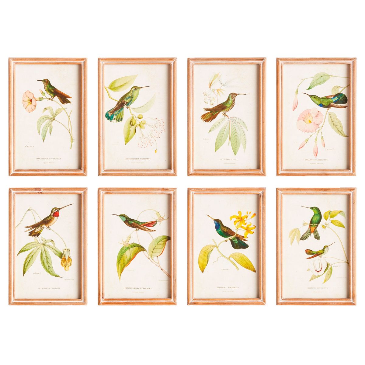Hummingbirds in Blooms Study - Set of 8 – The Well Appointed House