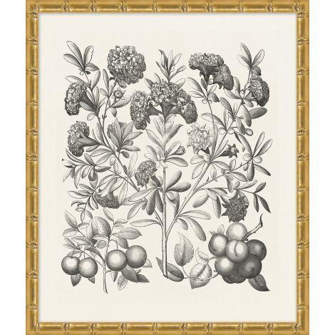 Bessler Black & White Neutral Floral Study 6 Print in Gold Frame – The ...