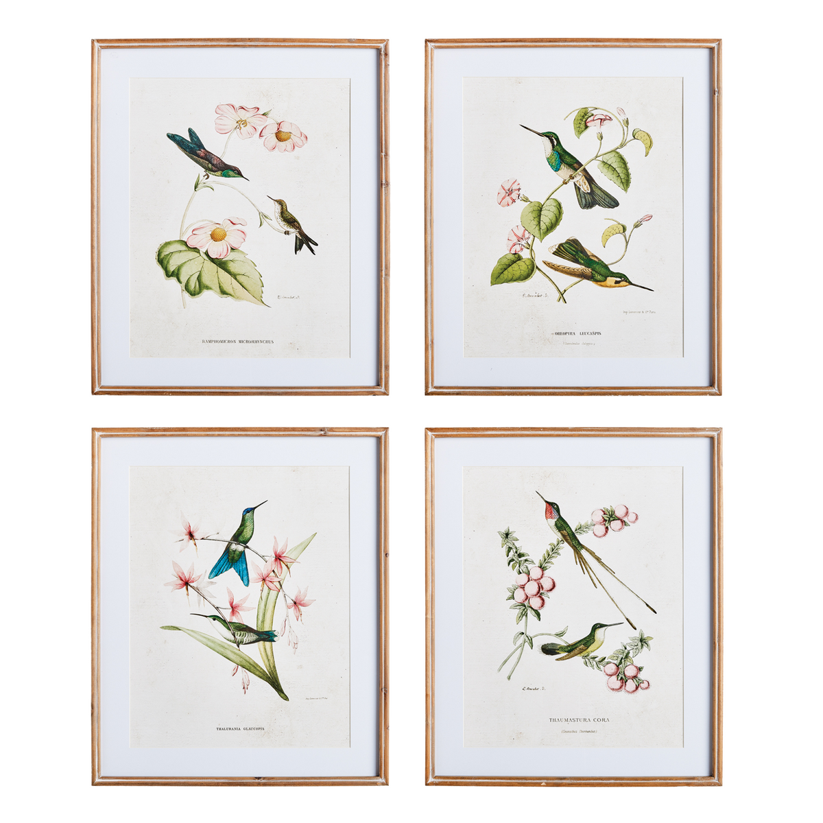 Set of Four Framed Hummingbirds With Blush Blooms Prints Wall Art – The ...