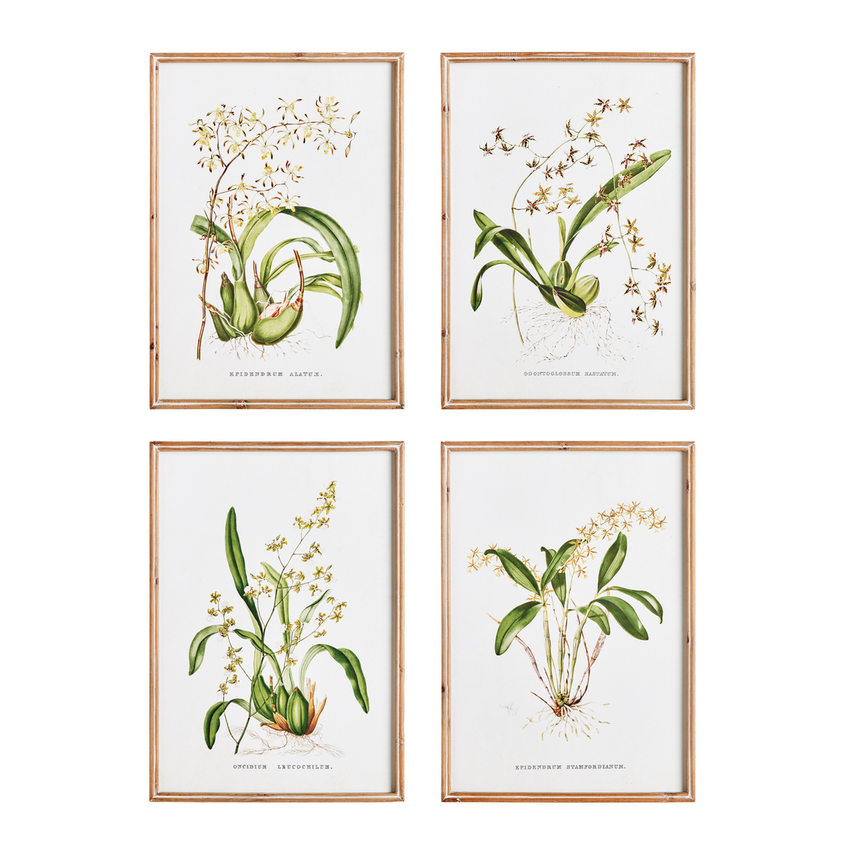Set of Four Framed Orchid Study Prints Wall Art – The Well Appointed House