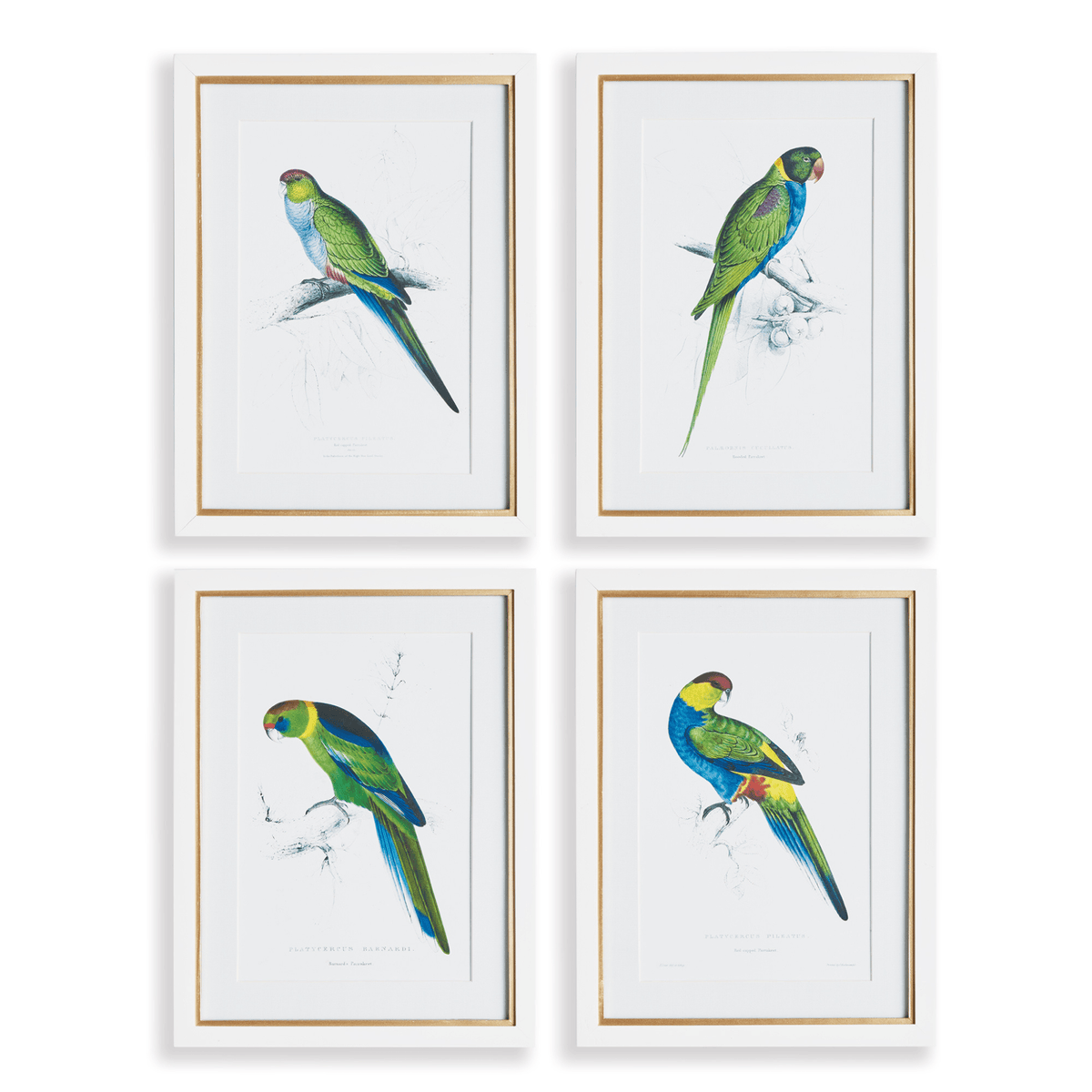 Set of 4 Colorful Parrot Framed Prints – The Well Appointed House